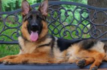Mittelwest Champion German Shepherds: Buy and Board With the BEST - Mom ...