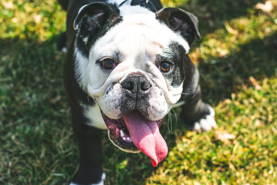 Vets For Pets How To Choose A Good Veterinarian Mom Blog Society